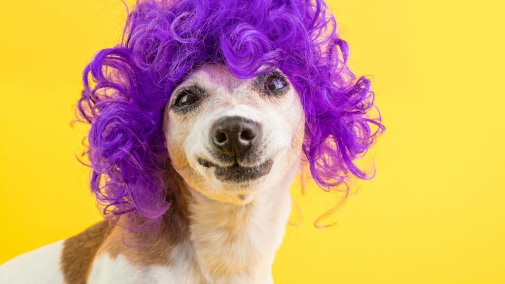 International Wig Day on Mar 10th - 2024 - Journee Mondiale