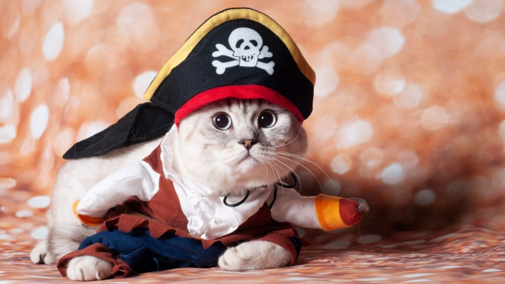 National Meow Like a Pirate Day September 19 - 2025 - World Day