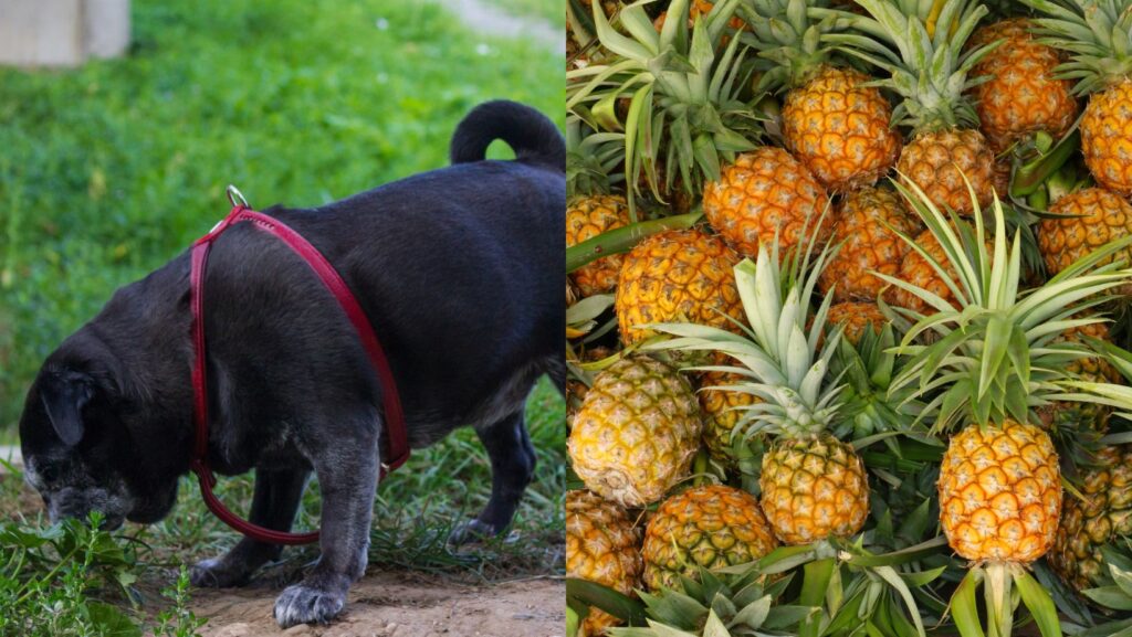 5 Proven Home Remedies to Stop Your Dog from Eating Poop – World Day