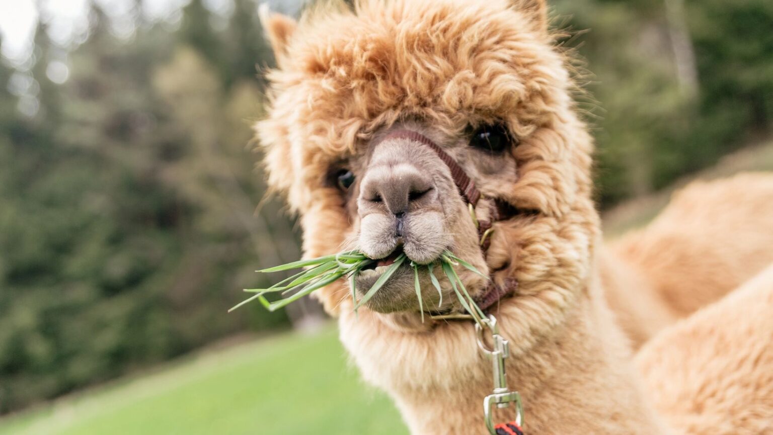 Alpaca Day September 26 - 2025 - World Day