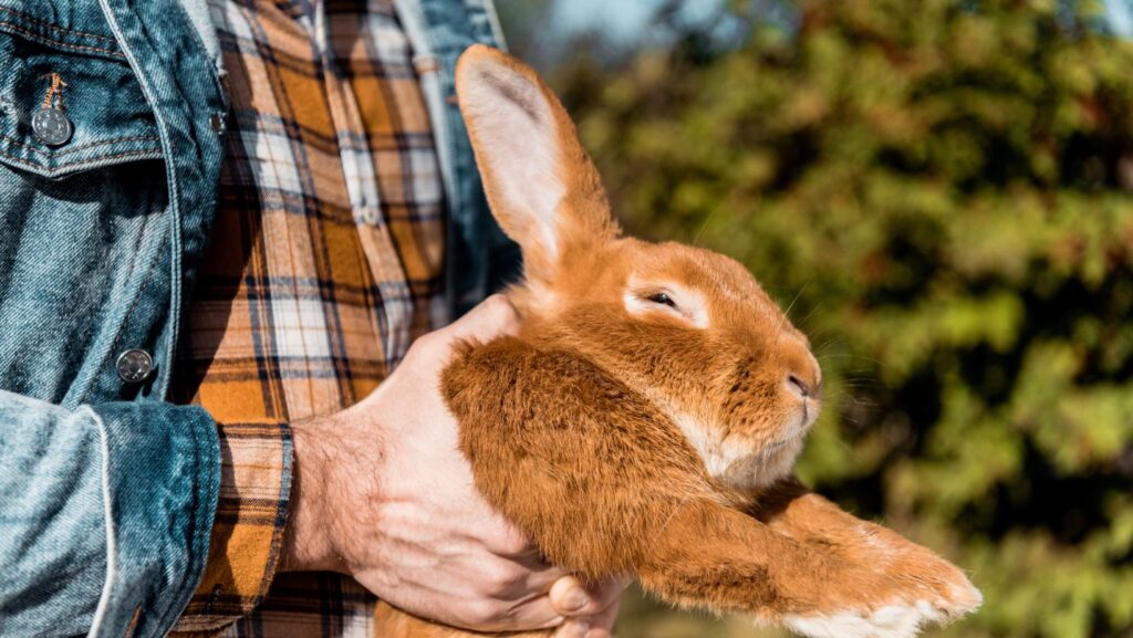 International Rabbit Day September 28 - 2025 - World Day
