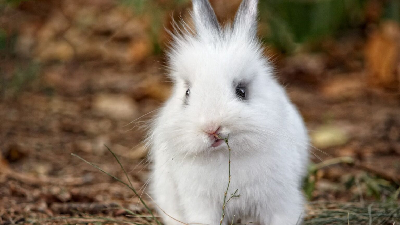 National Bunny Day September 28 - 2025 - World Day