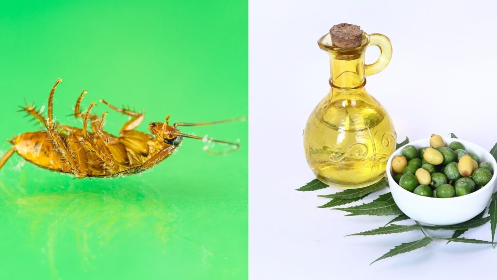 6 Budget-friendly home remedies for battling bed bugs