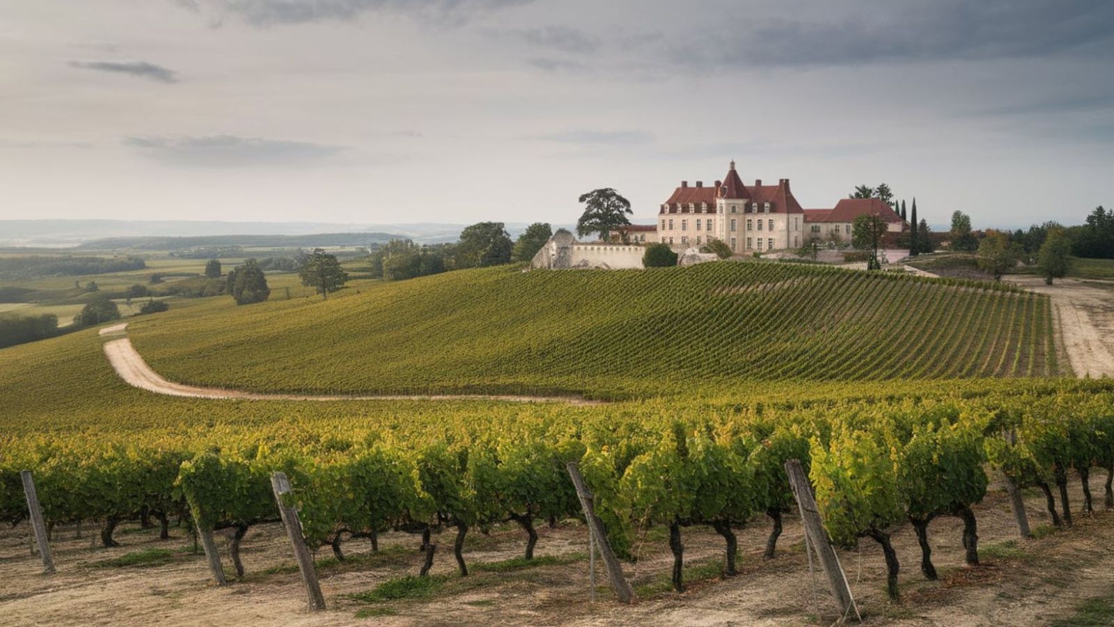 60 hectares de vignobles prestigieux : les secrets d'un domaine ...