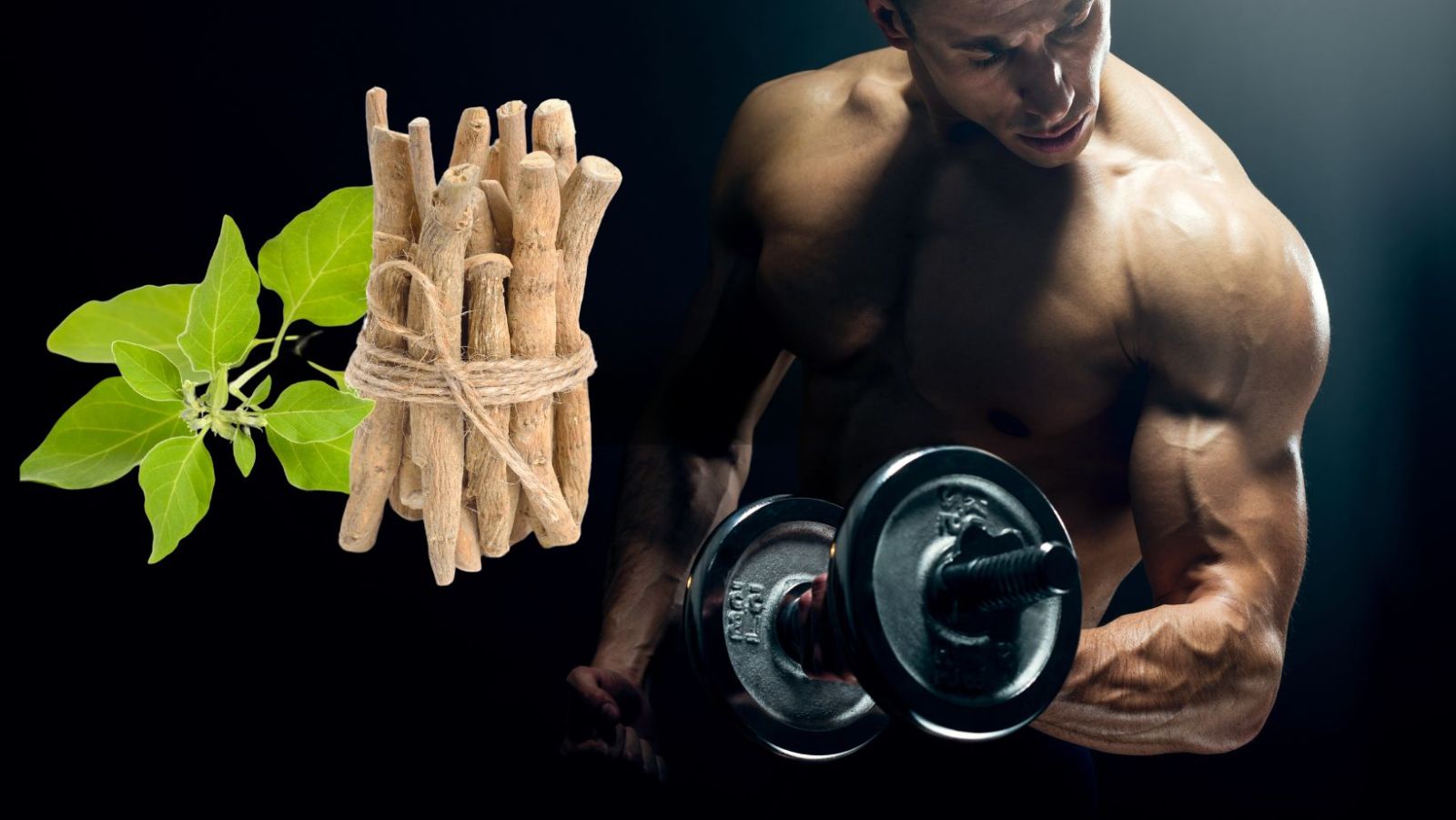 Ashwagandha Musculation : Découvrez la Puissance du KSM-66 pour Vos ...