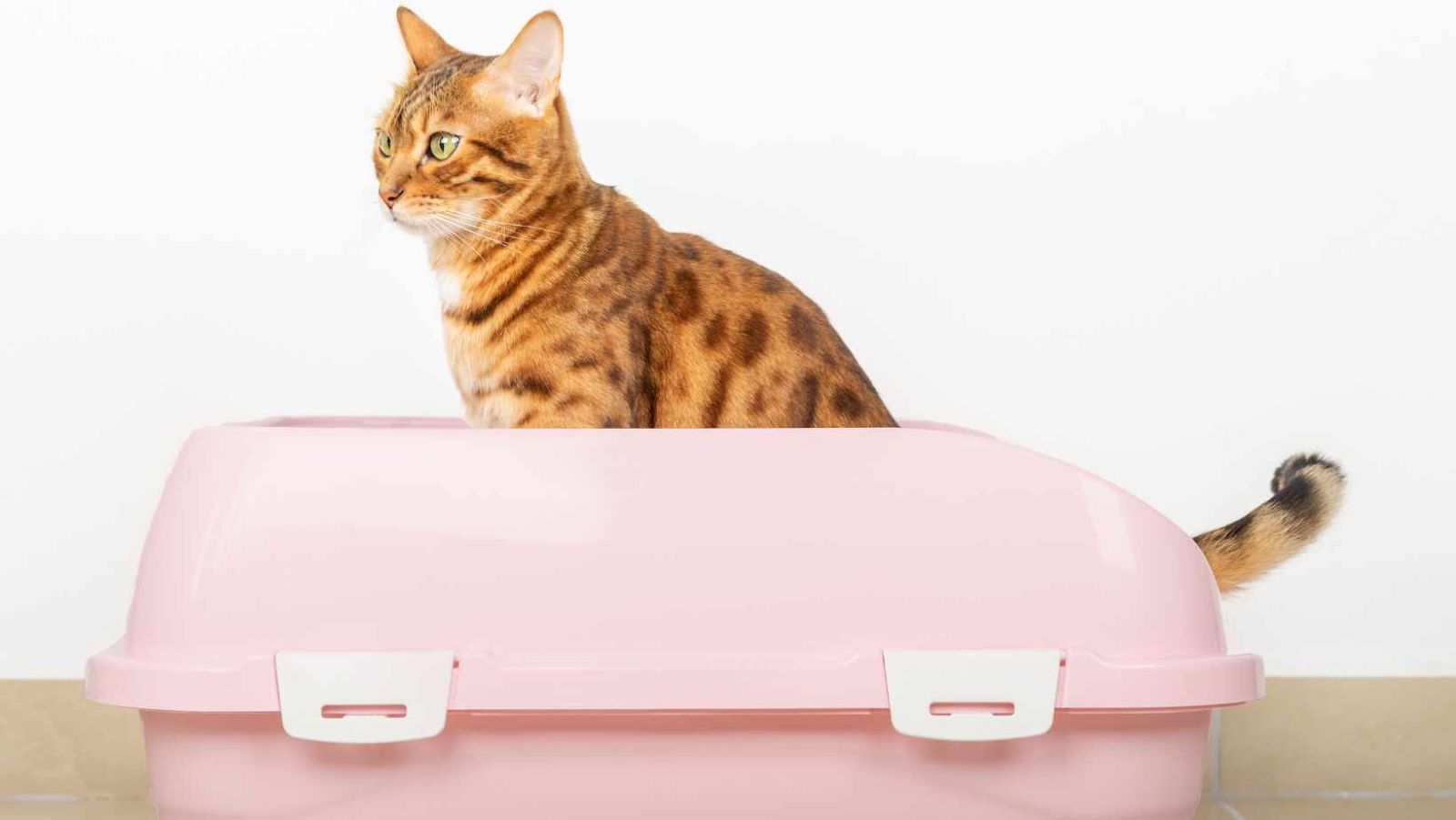 Comment enlever l'odeur d'urine de chat ? 5 astuces naturelles