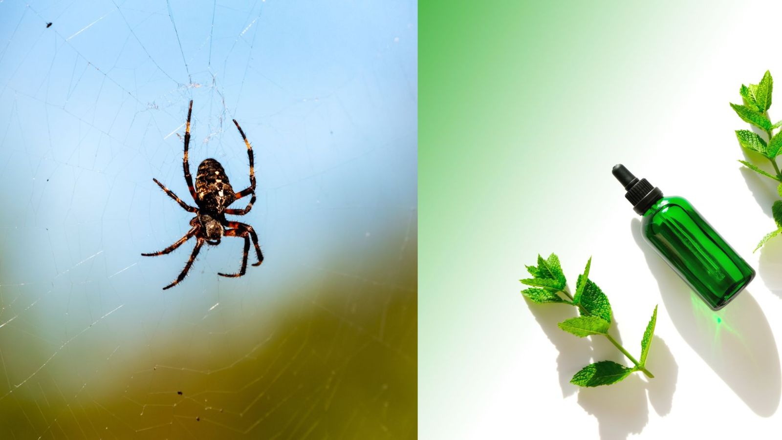 Repulsif Araignée Huile Essentielle