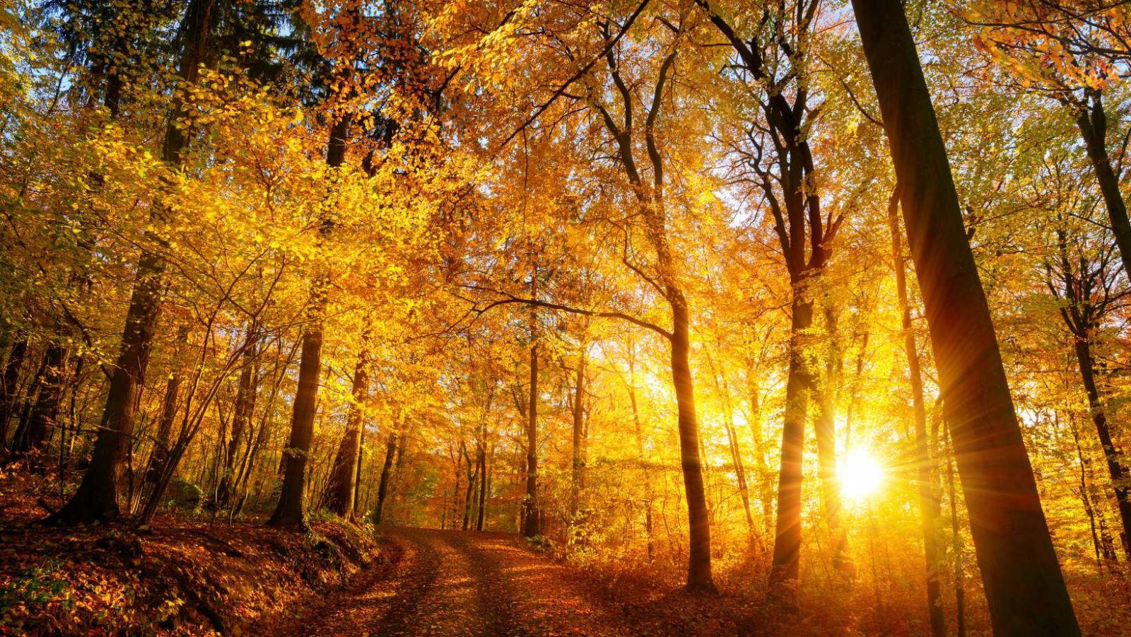 Le Morvan, un paradis naturel de 901 mètres d'altitude au cœur de la ...