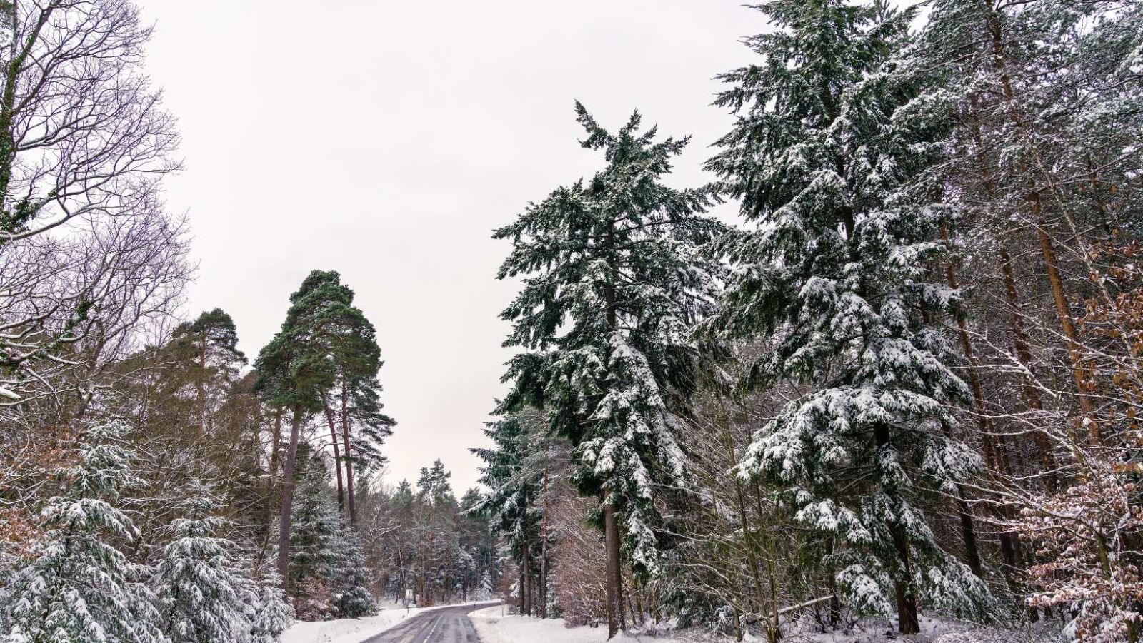 Le Hohneck, géant des Vosges : 1364 mètres d'altitude et 360° de panorama
