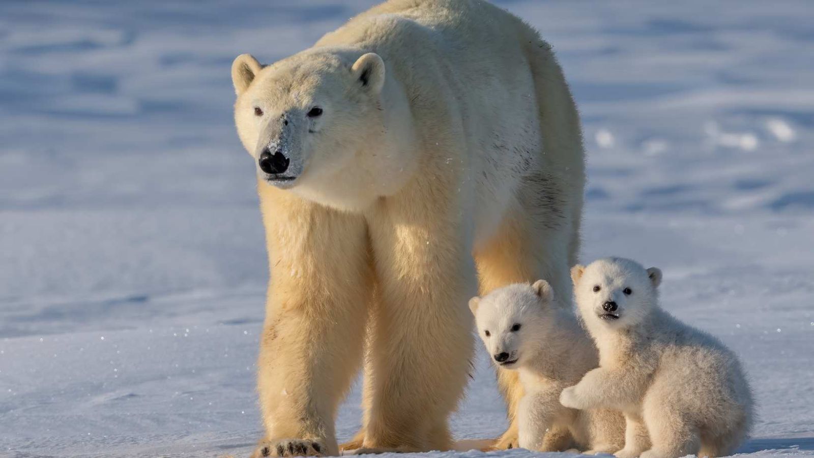 7 astuces surprenantes des animaux pour survivre à l'hiver (et comment ...