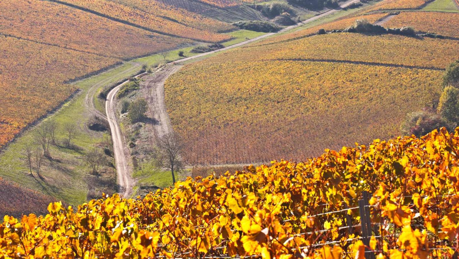 Chablis, l'or blanc de Bourgogne : 4800 hectares pour un vin ...