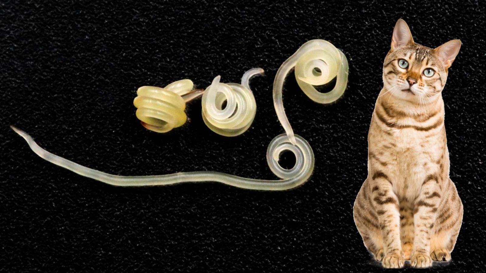 Comment vermifuger un chat ? Astuces simples pour son bien-être