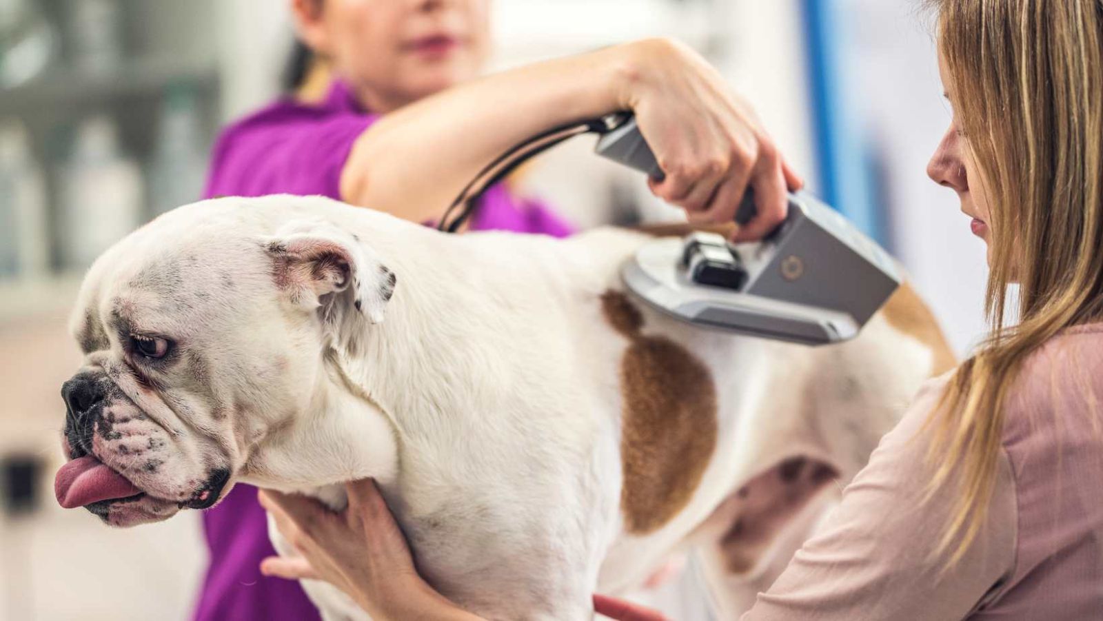 Pourquoi mon chien se gratte ? 5 causes surprenantes à surveiller