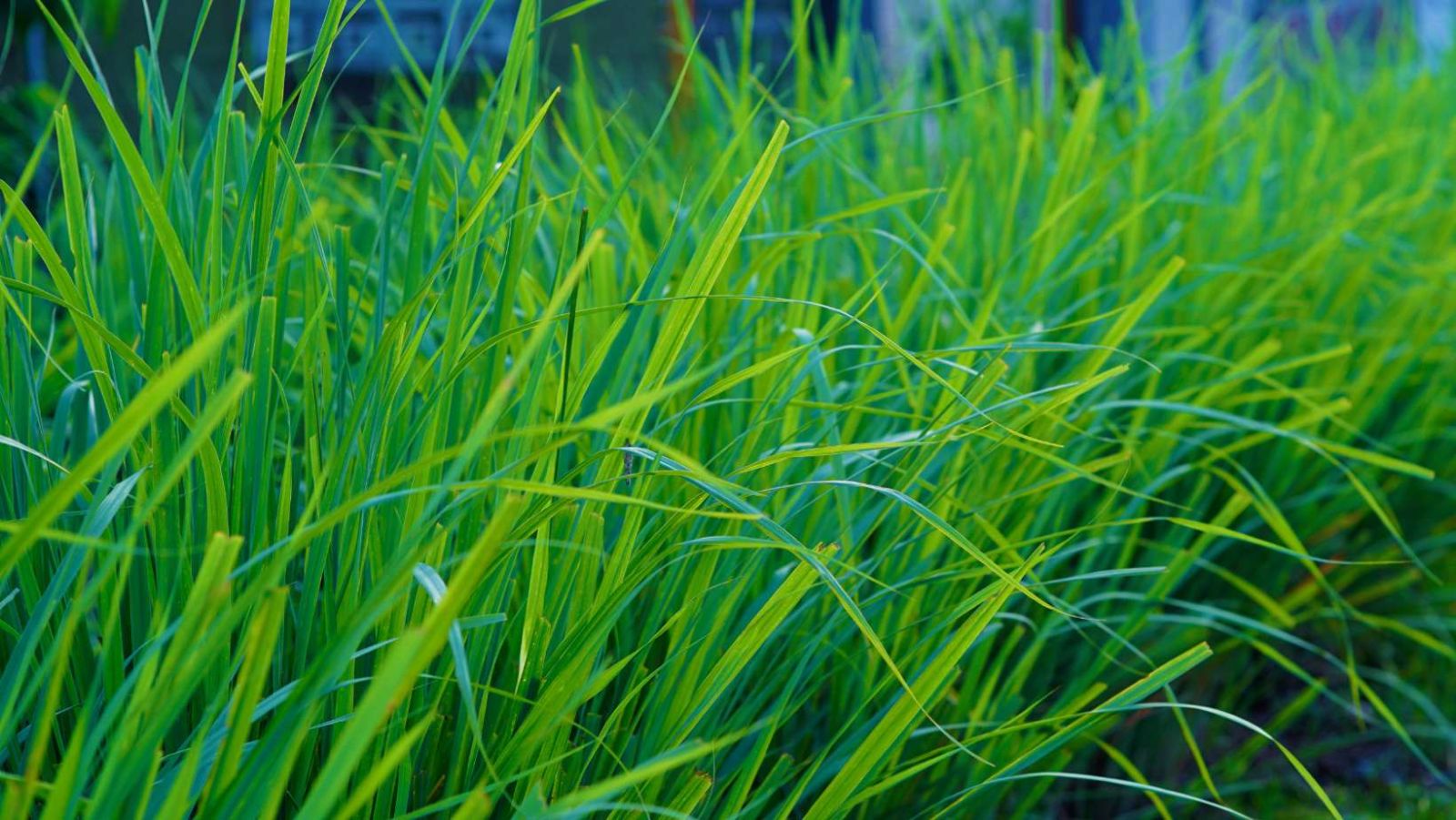 Citronnelle : les étonnants pouvoirs santé de cette plante aromatique