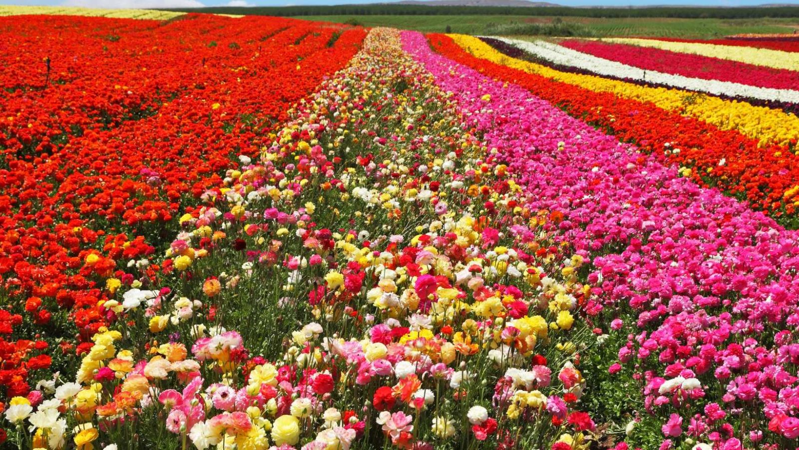 Pollens, stress, inflammation : les clés naturopathiques pour en finir ...