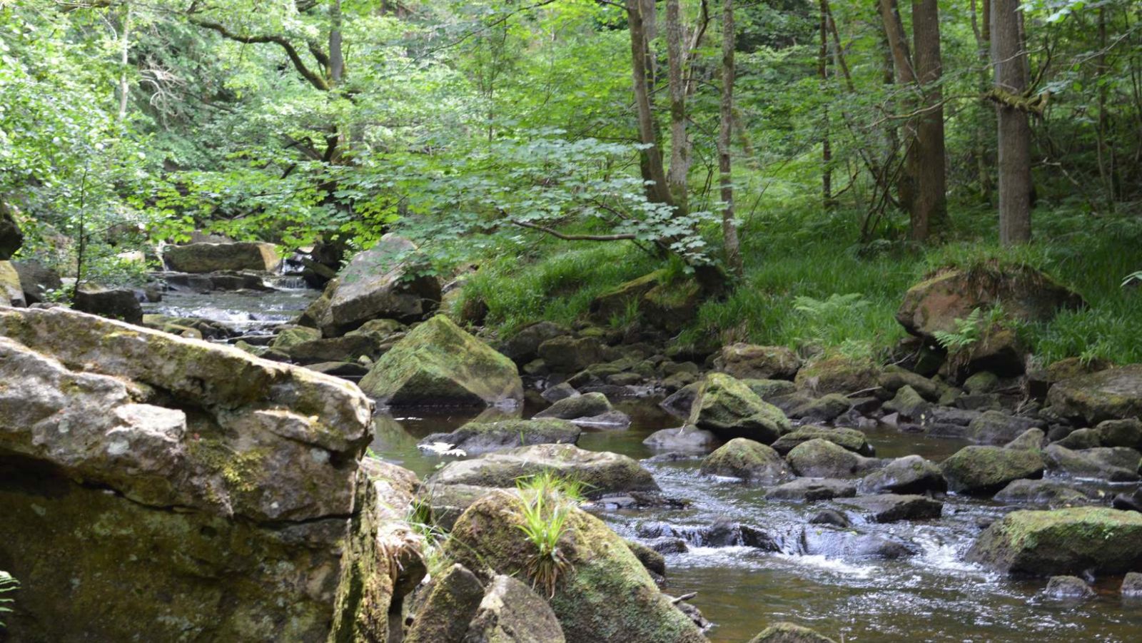 Rivière-les-Fosses: 123 habitants sur 17,94 km² au cœur de la Haute-Marne