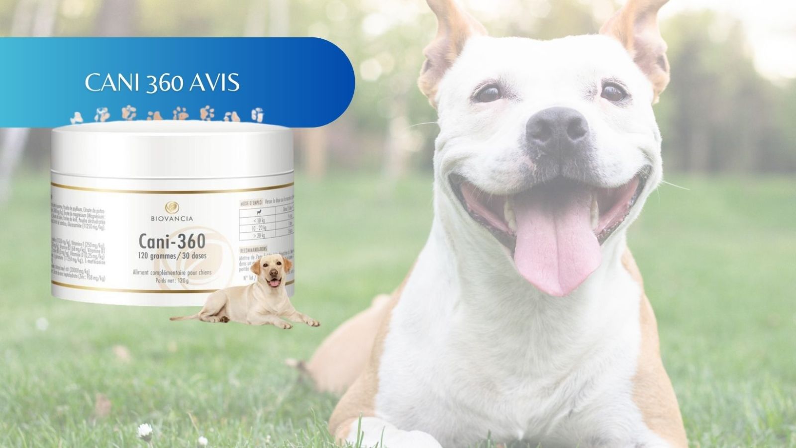 Cani 360 Avis : Vitalité et soin des séniors canins
