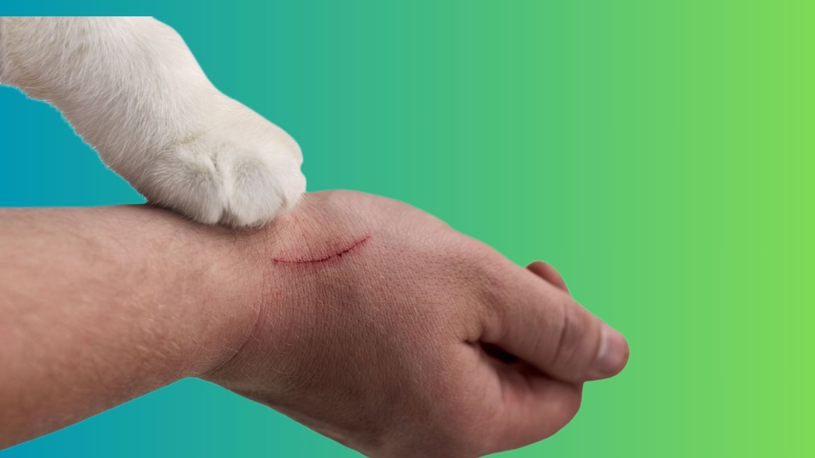 Griffures de chat : 3 remèdes naturels de grand-mère pour une ...