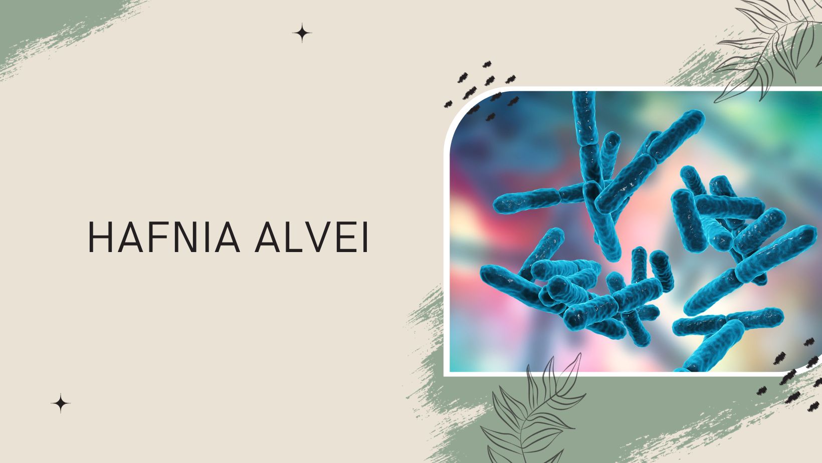 Which Probiotic Contains Hafnia Alvei at Michelle Peckham blog