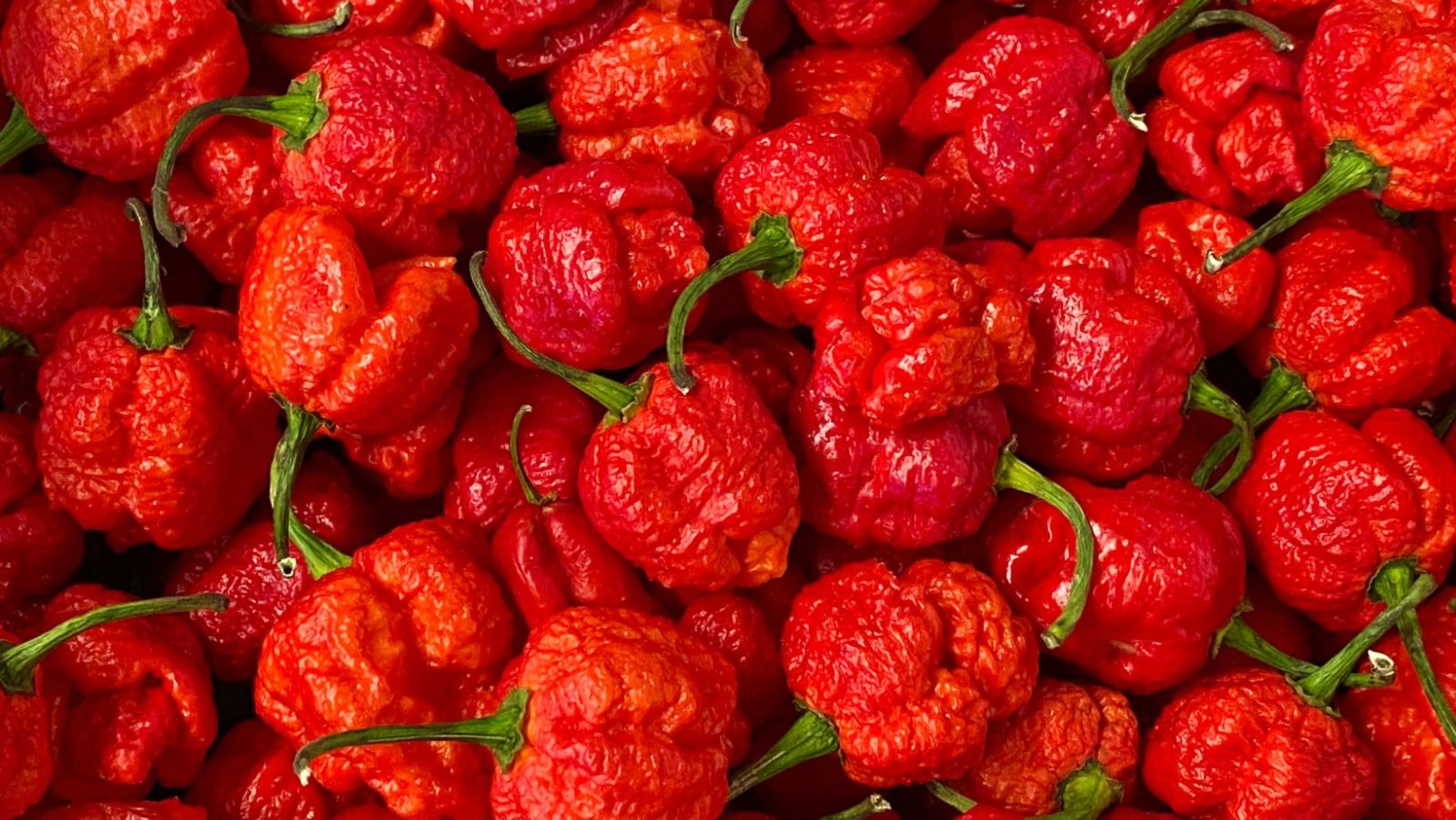 Le piment le plus fort du monde qui détrône le Carolina Reaper bientôt ...