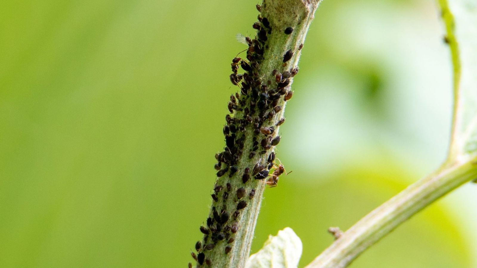 7 remèdes de grand-mère (naturels) pour tuer les pucerons rapidement